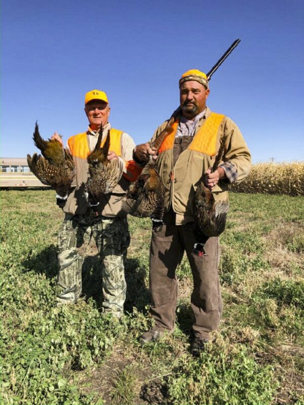 Wild Pheasant Hunting Gallery | Pheasant Hunting & Lodging
