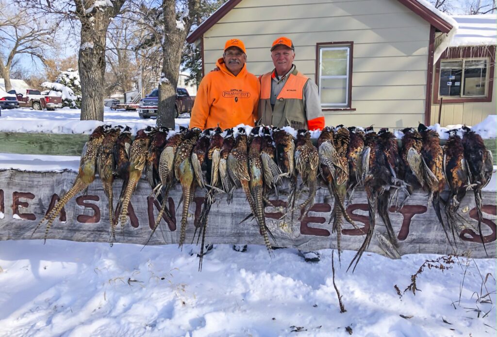 Wild Pheasant Hunting Gallery | Pheasant Hunting & Lodging